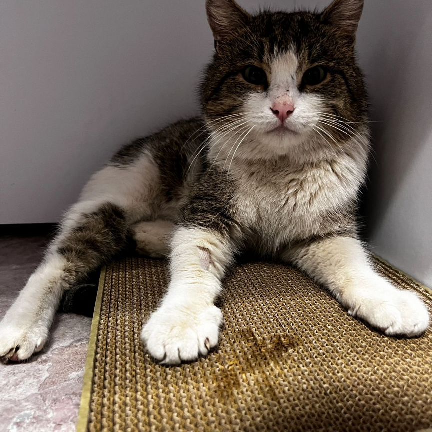 Кот в добрые руки