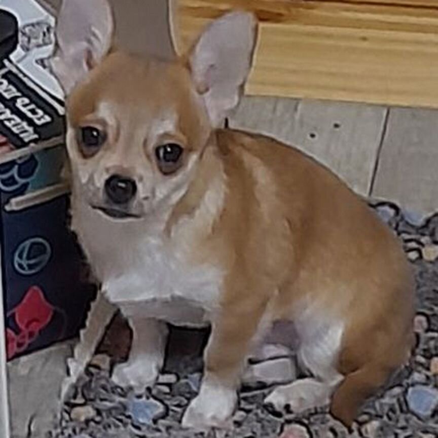 Чихуахуа, щенок