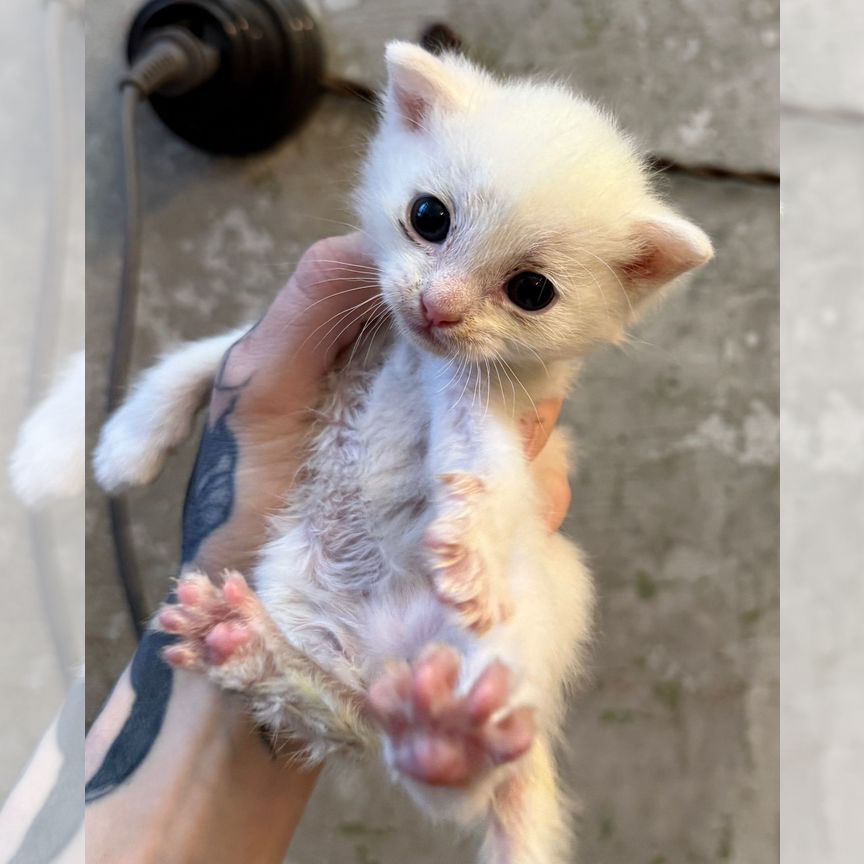 Котёнок в добрые руки