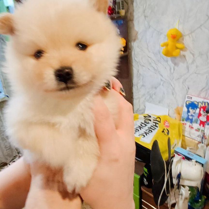 Щенки померанского шпица