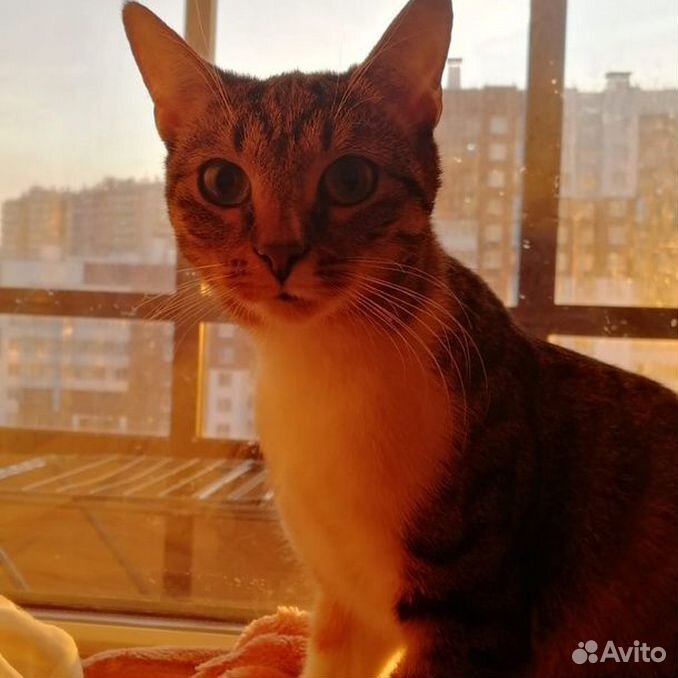 Игривая смешная активная Лея 1 год ищет дом