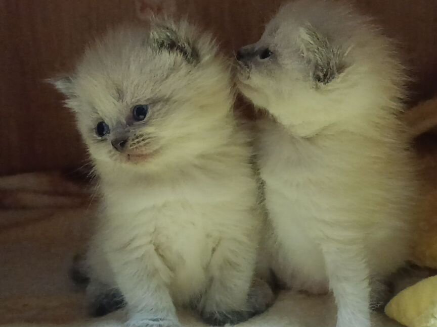 Шотландские котята