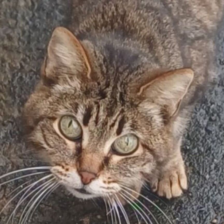 Взрослая, кошка в добрые руки