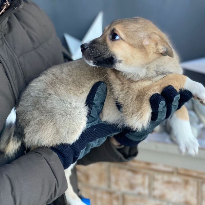 Щенок в добрые руки