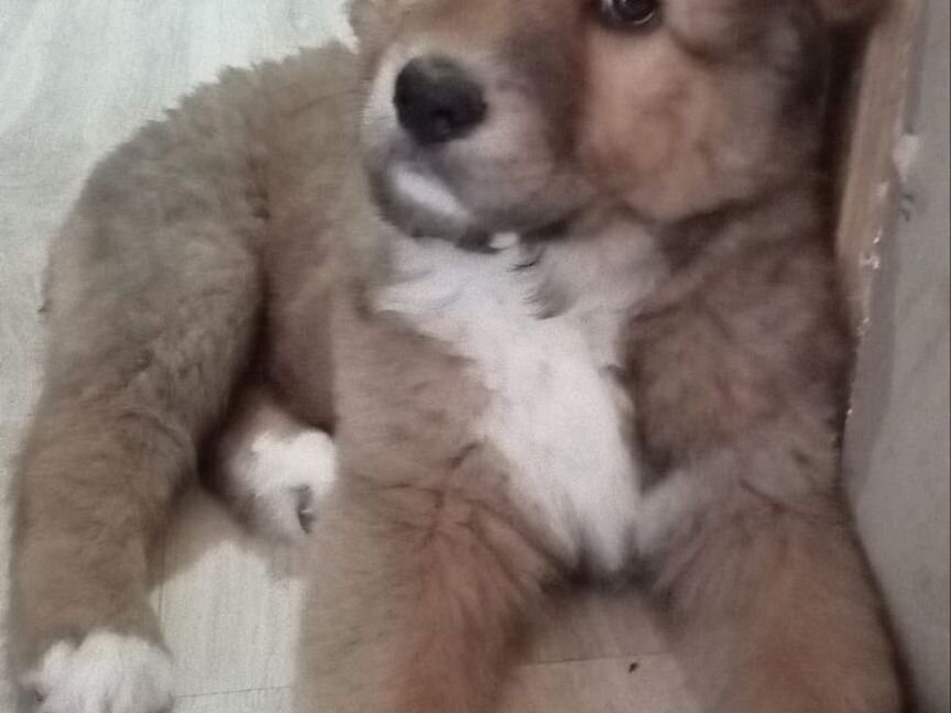 Среднеазиатская овчарка алабай