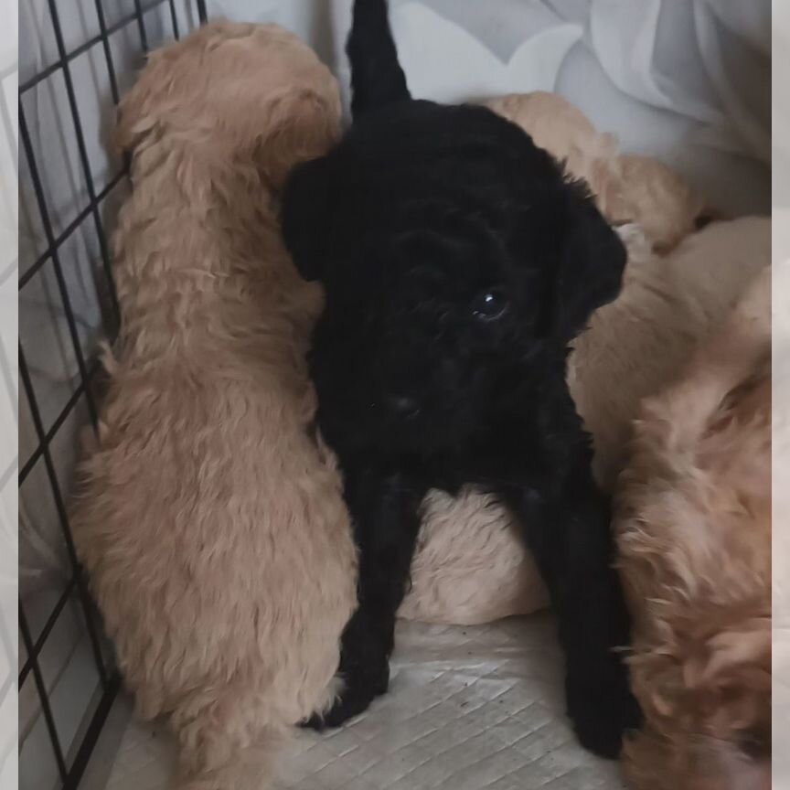 Пудель, щенок