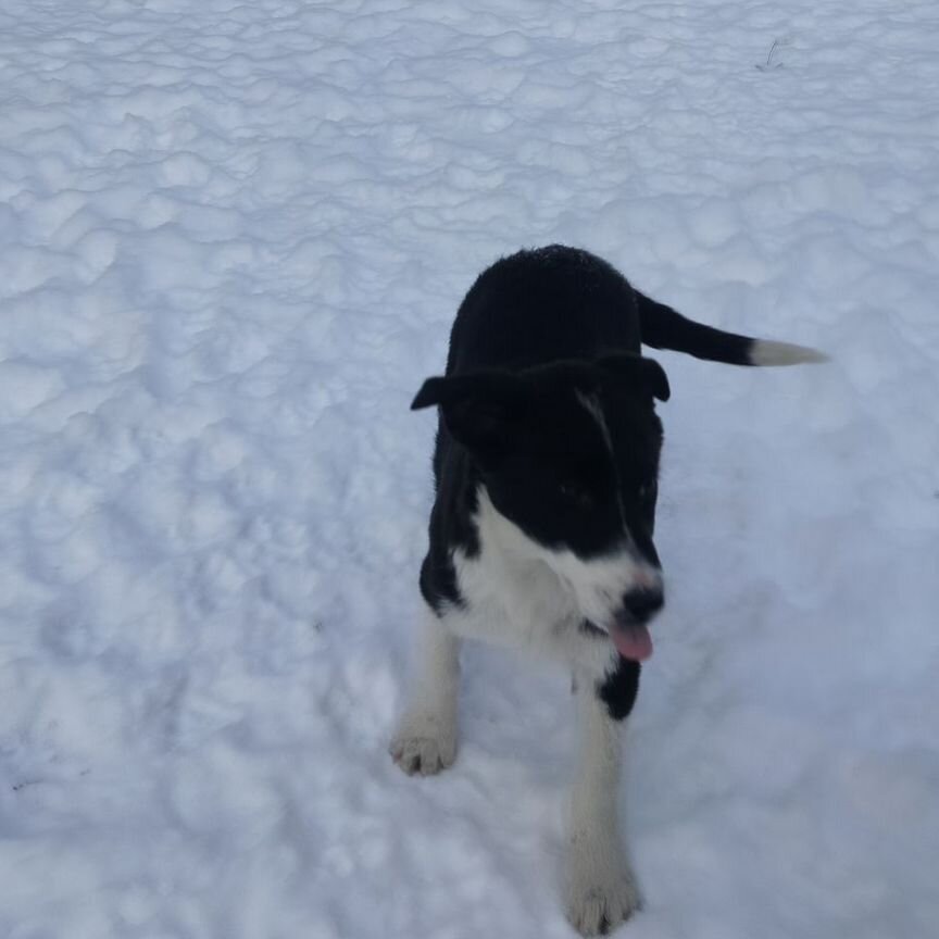 Щенок в добрые руки