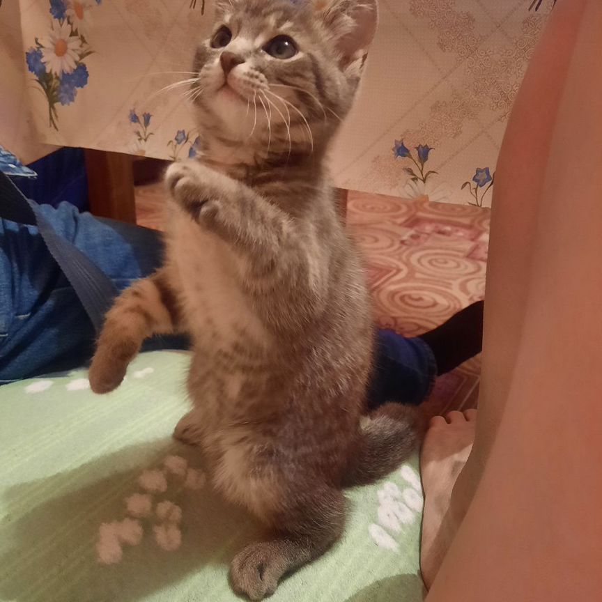 Отдам котейку