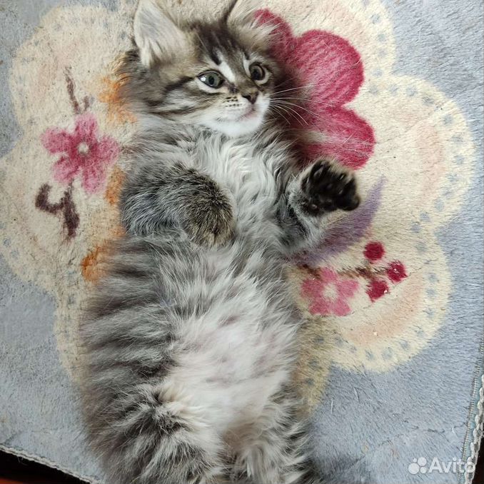 Прелестный котёночек (мальчик)