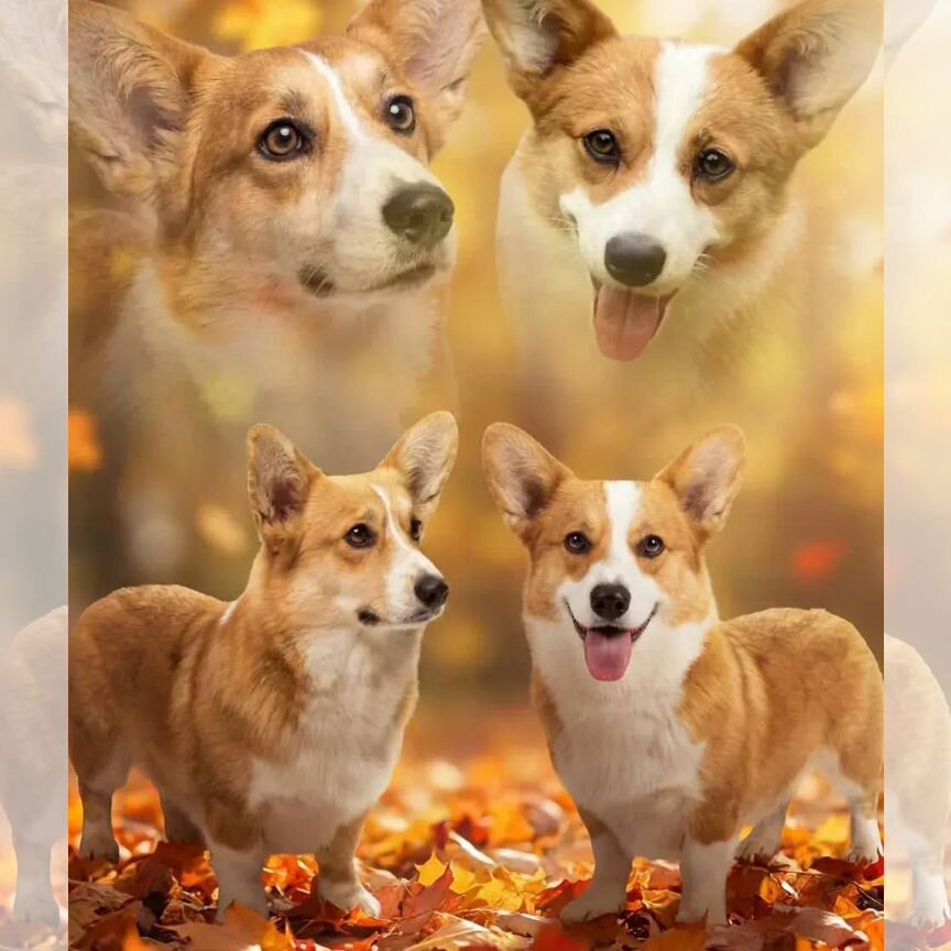 Вельш Корги Кардиган, взрослая собака