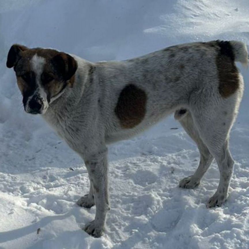 Взрослая собака в добрые руки