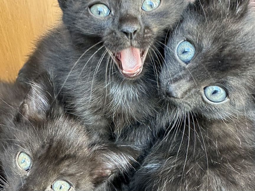 Котята в добрые руки