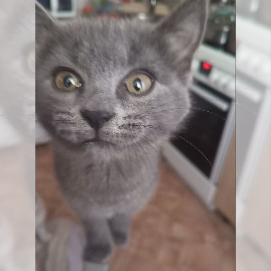 Британский короткошёрстный котёнок