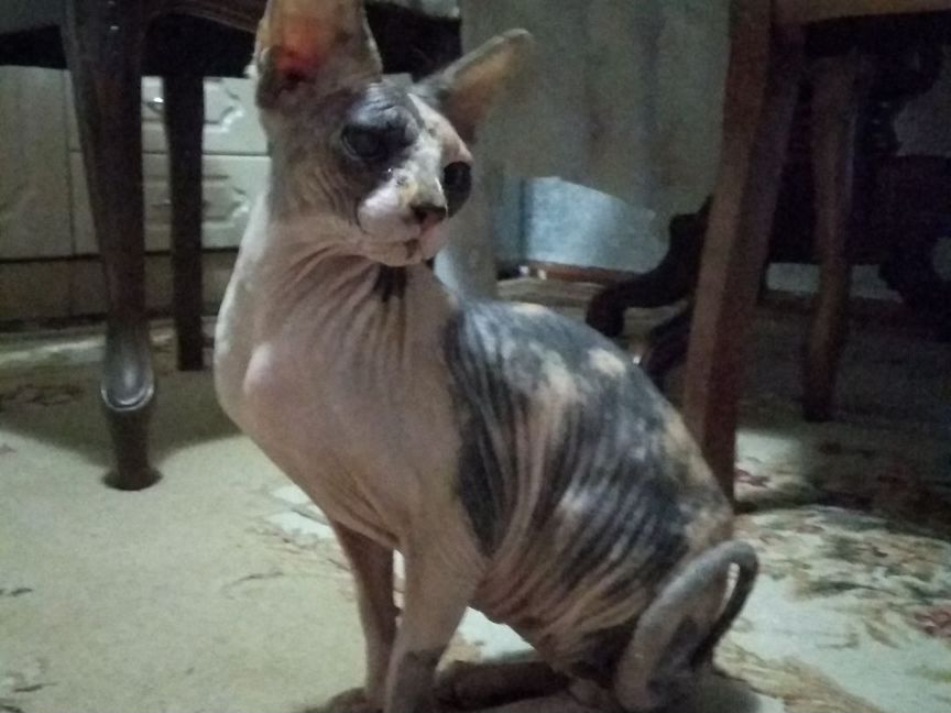 Донской сфинкс бесплатно