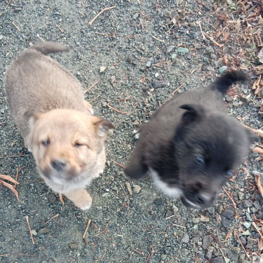 Щенок от частного владельца