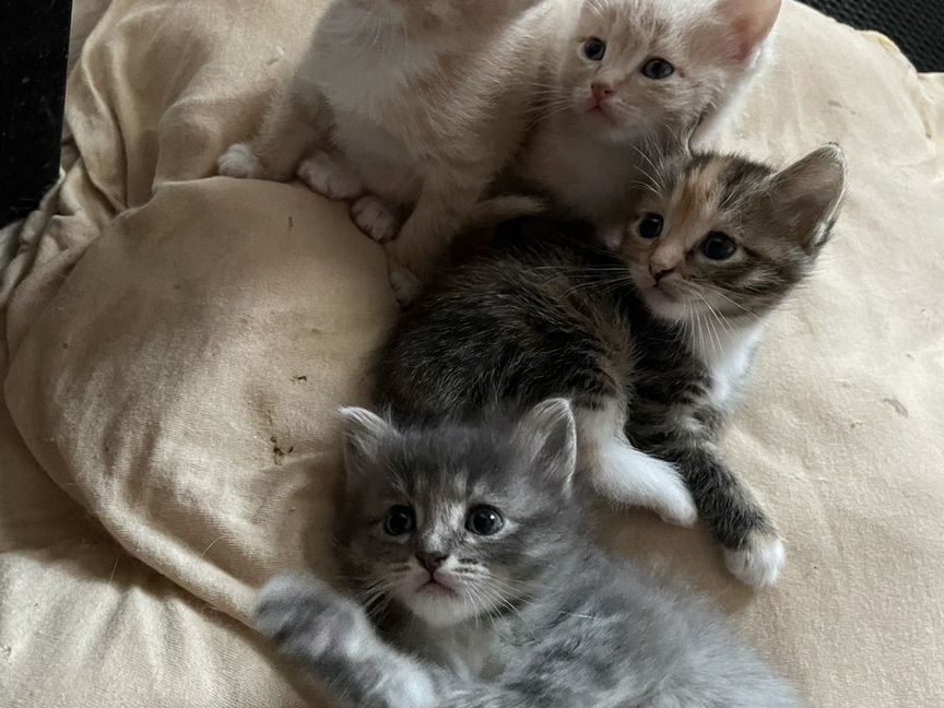 Сибирские котята