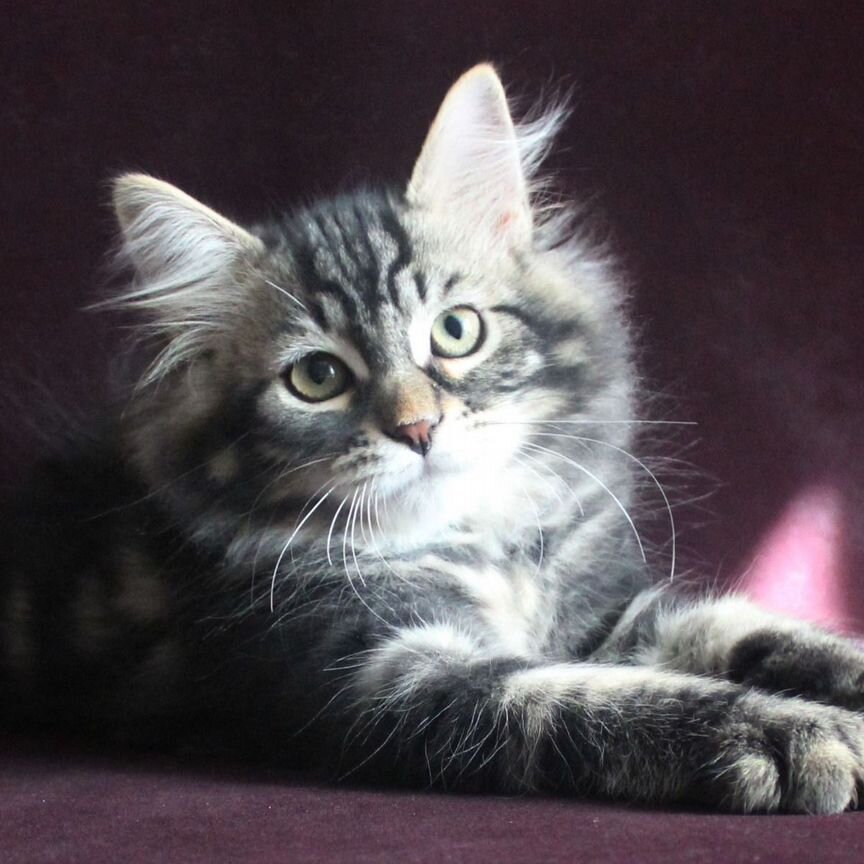 Урчун Валера сибиряк с документами