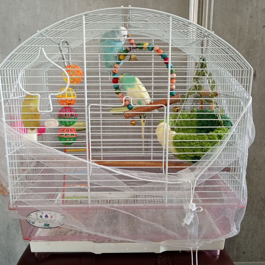 Волнистый попугай с клеткой