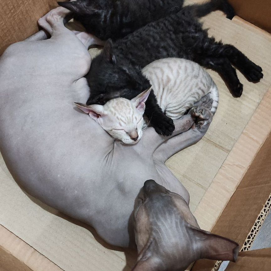Котята Сфинкс (метисы )