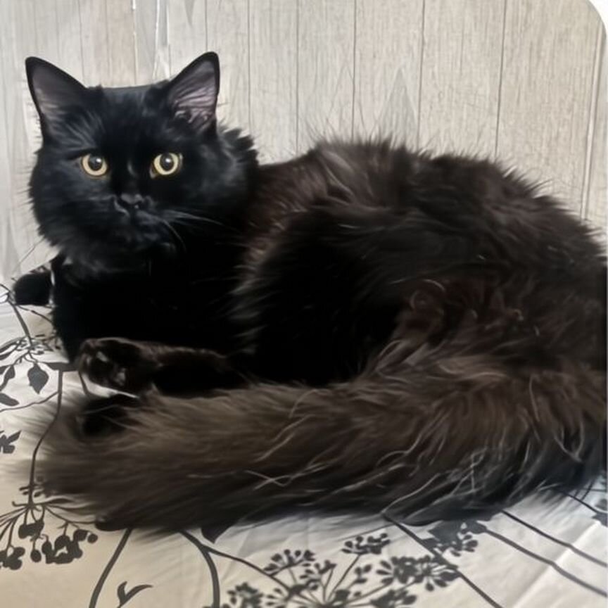 Взрослый кот в добрые руки