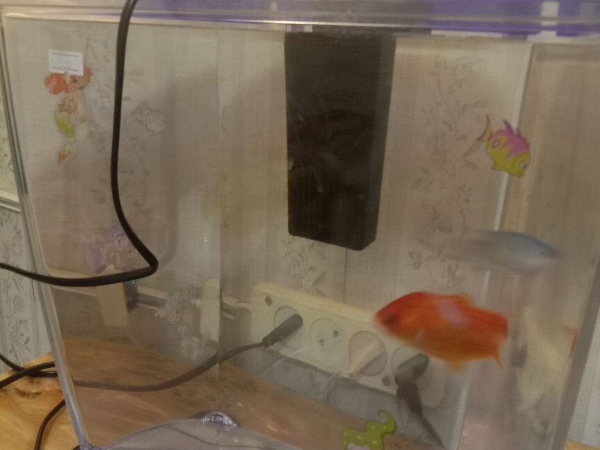 Аквариумные рыбки бесплатно