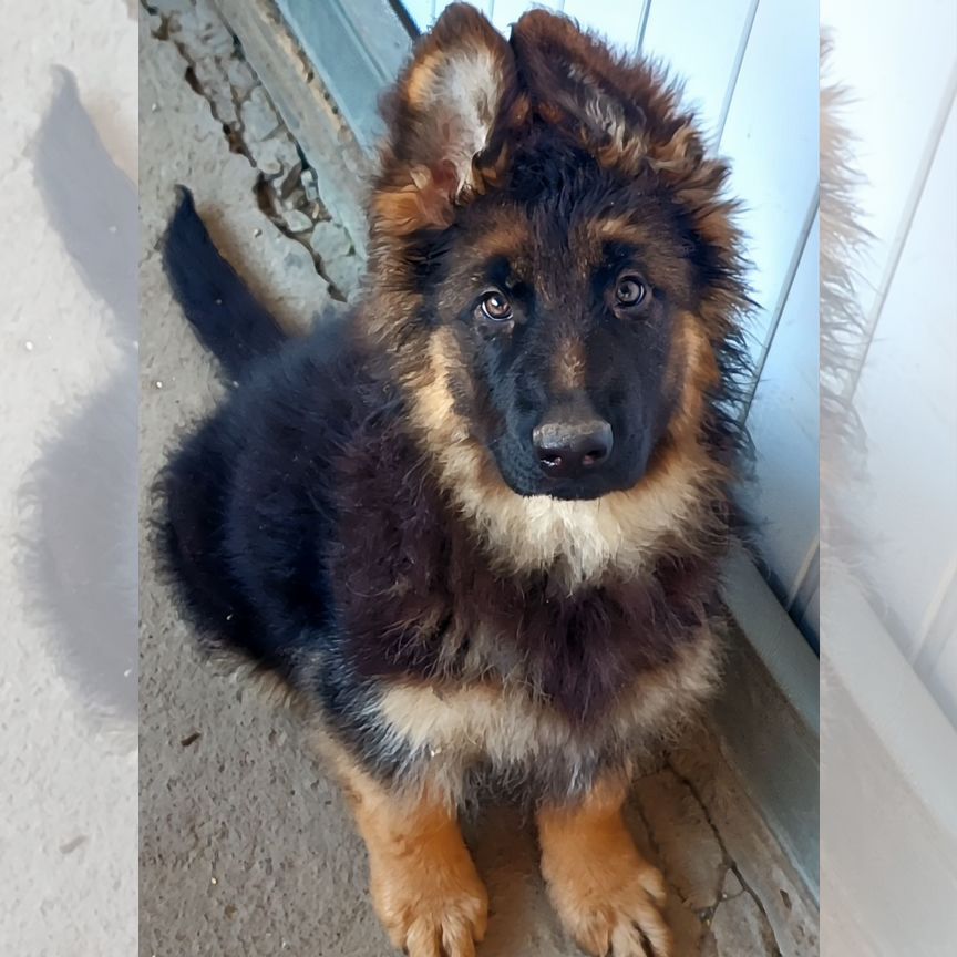 Немецкая овчарка, щенок