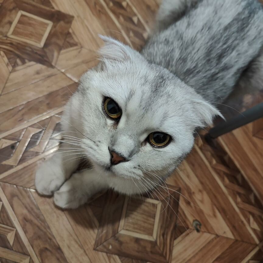 Отдам кота в добрые руки