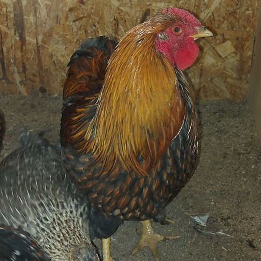 Петух породы Виандот