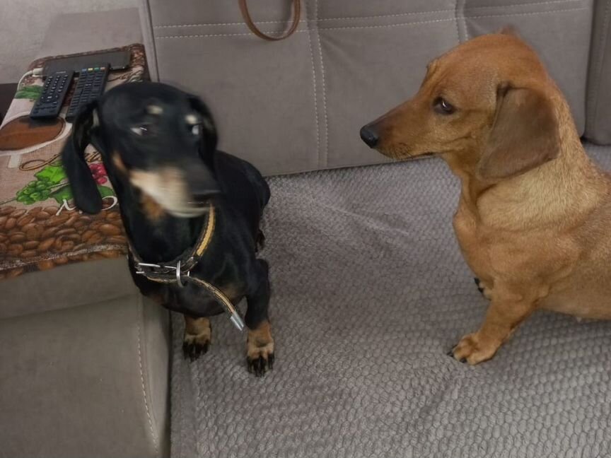 Такса в добрые руки