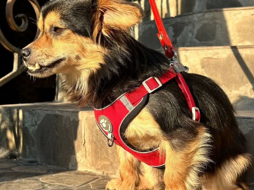 Маленькая собака в добрые руки мальчик