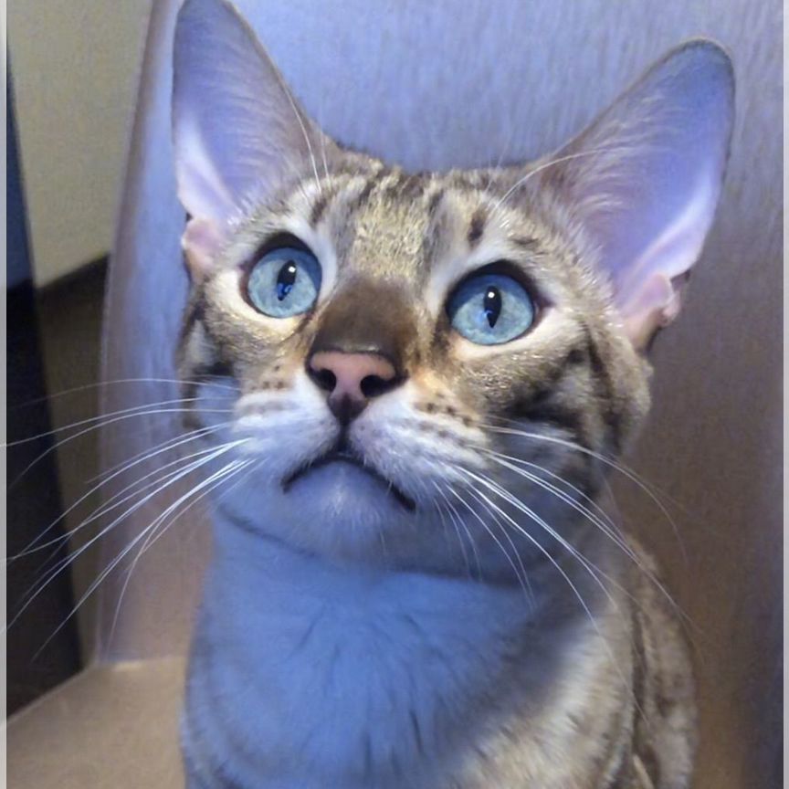Котоблог кота Макса