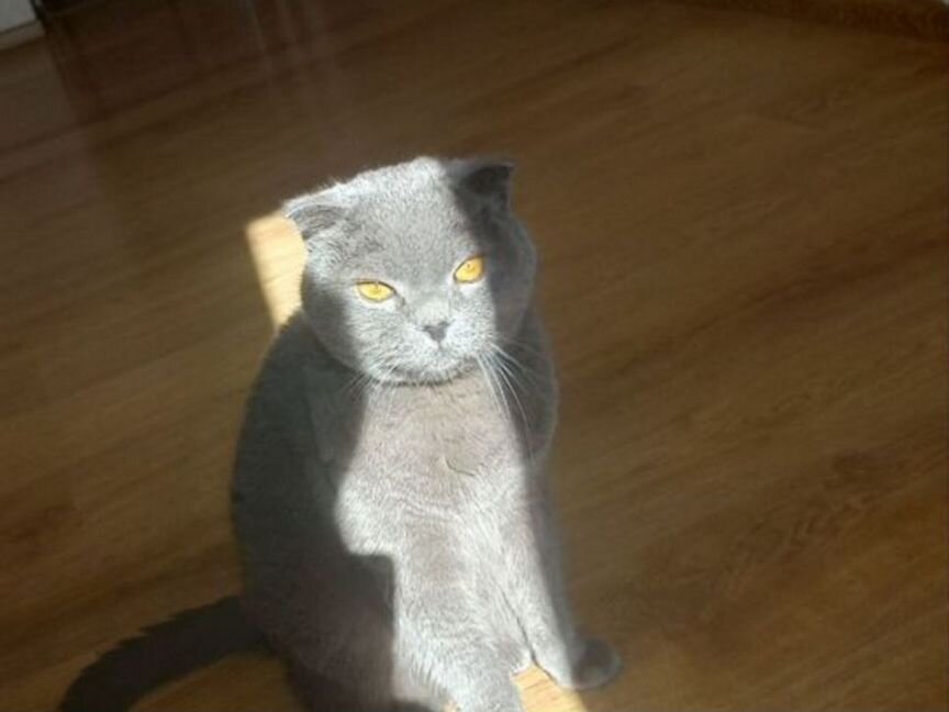 Приблудился британец, кот ищет хозяев