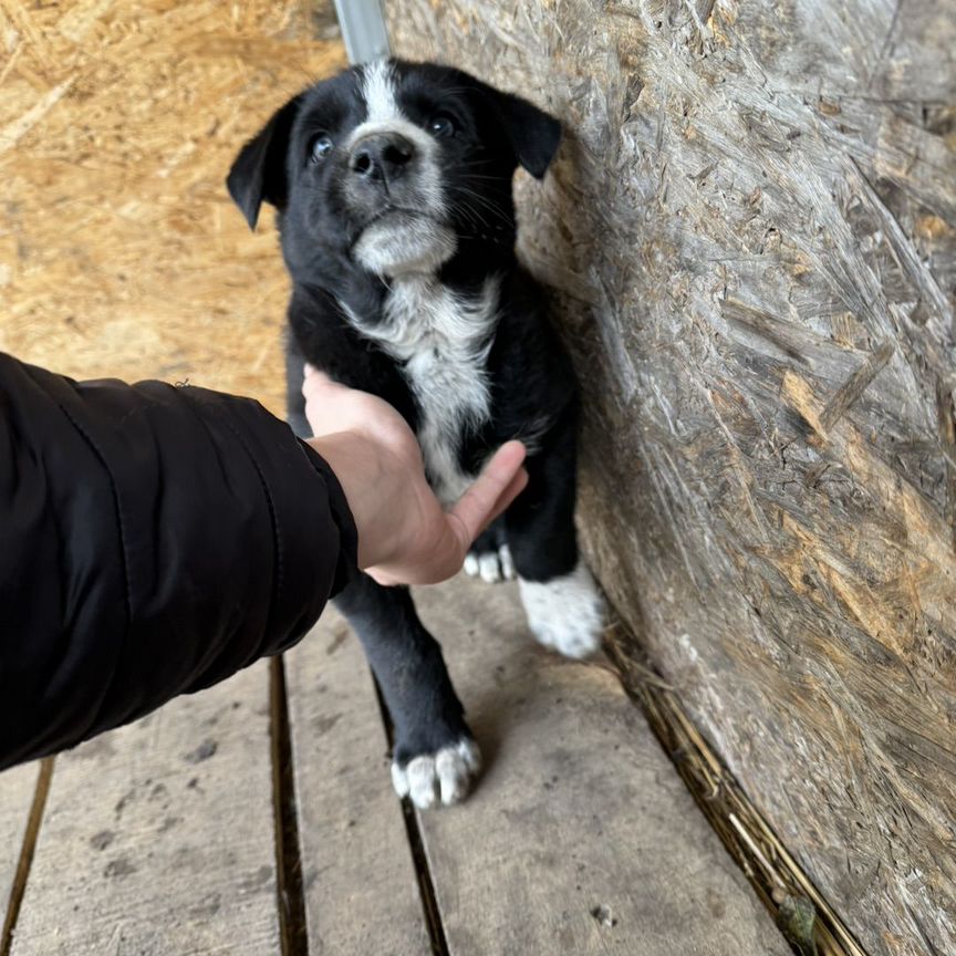 Отдам в добрые руки