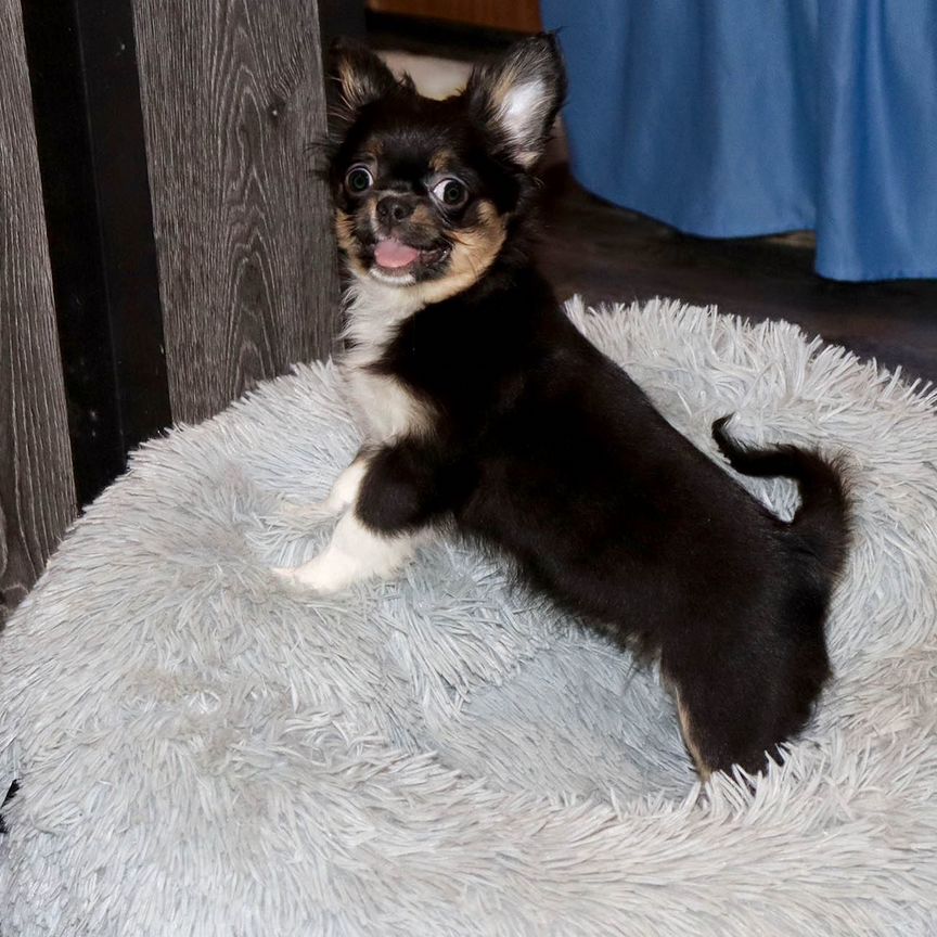 Чихуахуа, щенок