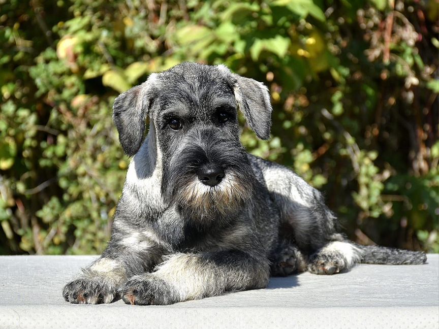 Миттельшнауцер