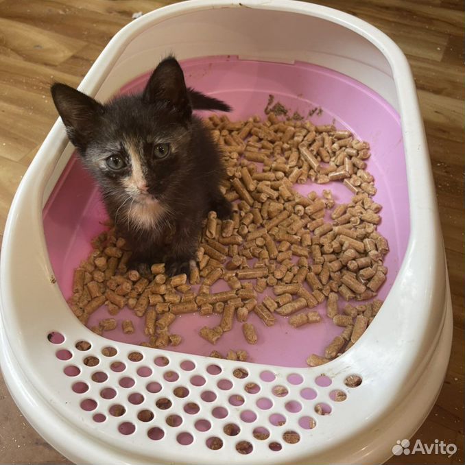 Замечательная кнопочка-котеечка в добрые руки