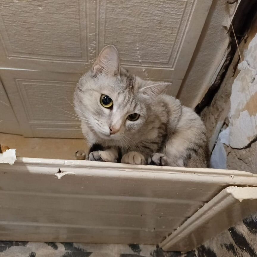 Нежная кошечка в добрые руки