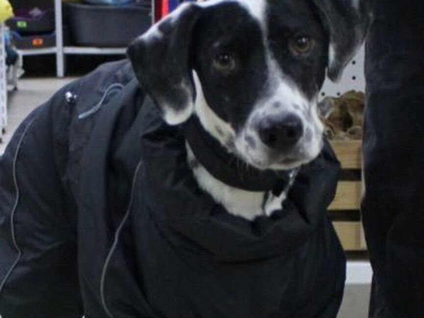 Далматинца в добрые руки