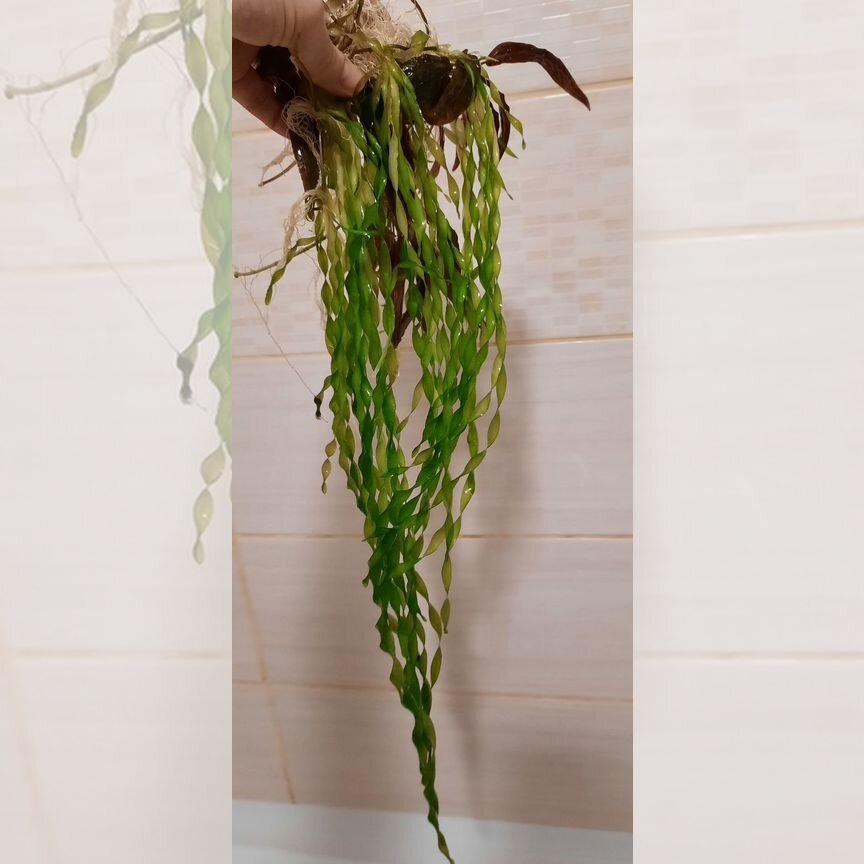 Валлиснерия спиральная