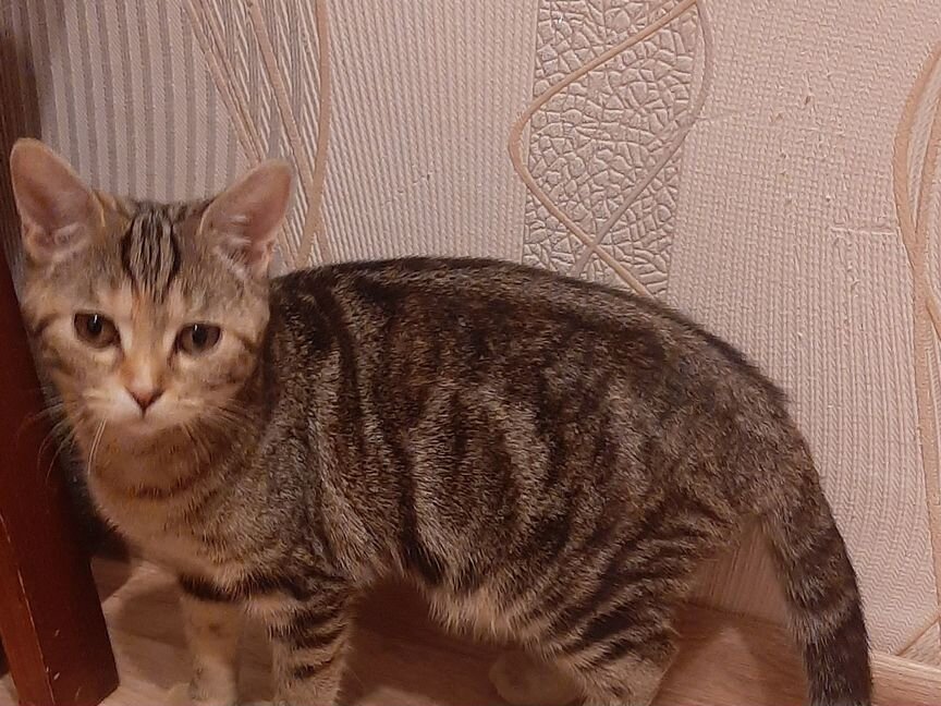 Британская кошка в дар