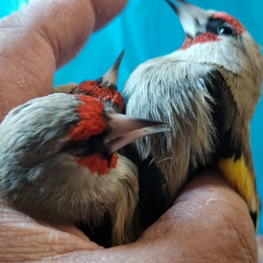 Отборные крупные щеглы. Седоголовые. Алма-Ата