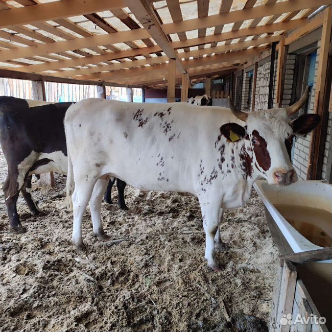 Айширская телка