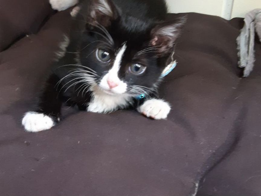 Котенок ищет дом