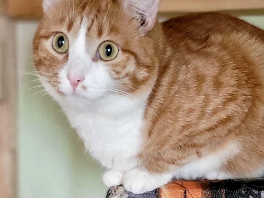 Котик из приюта