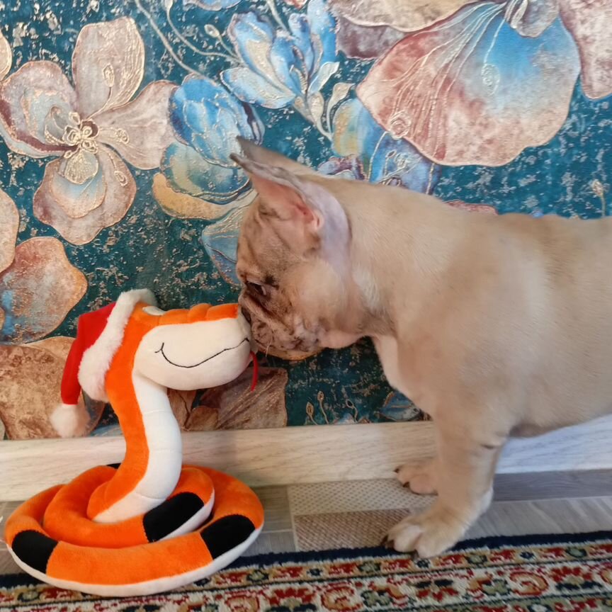 Щенок француз