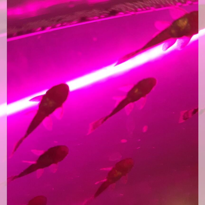 Анцитрус мальки