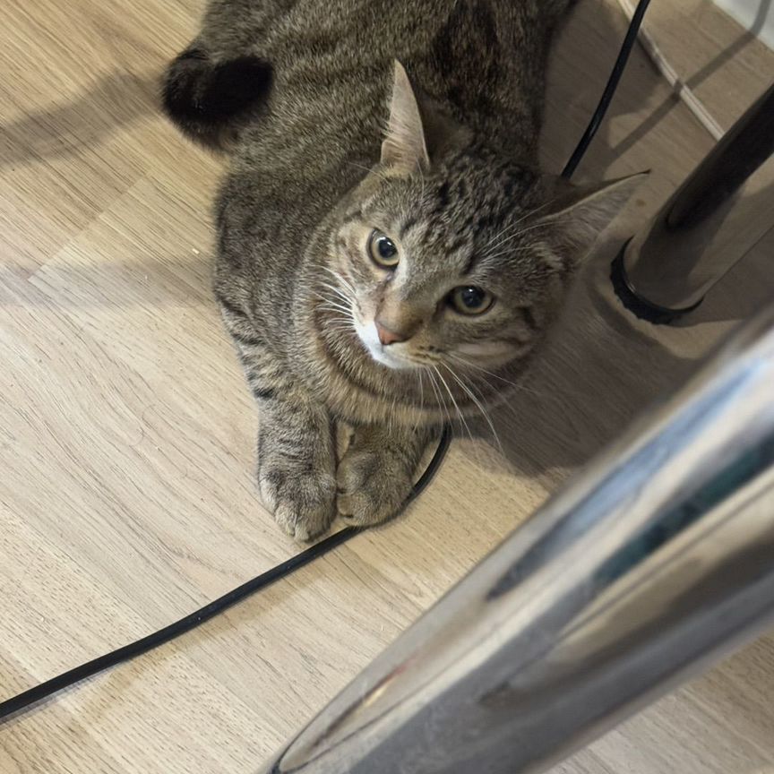 Кот в добрые руки приучен к лотку