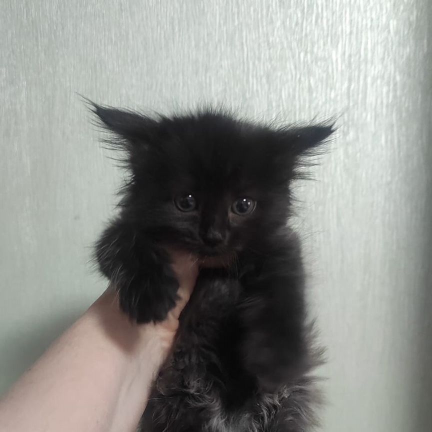 Котенок (девочка) в добрые руки