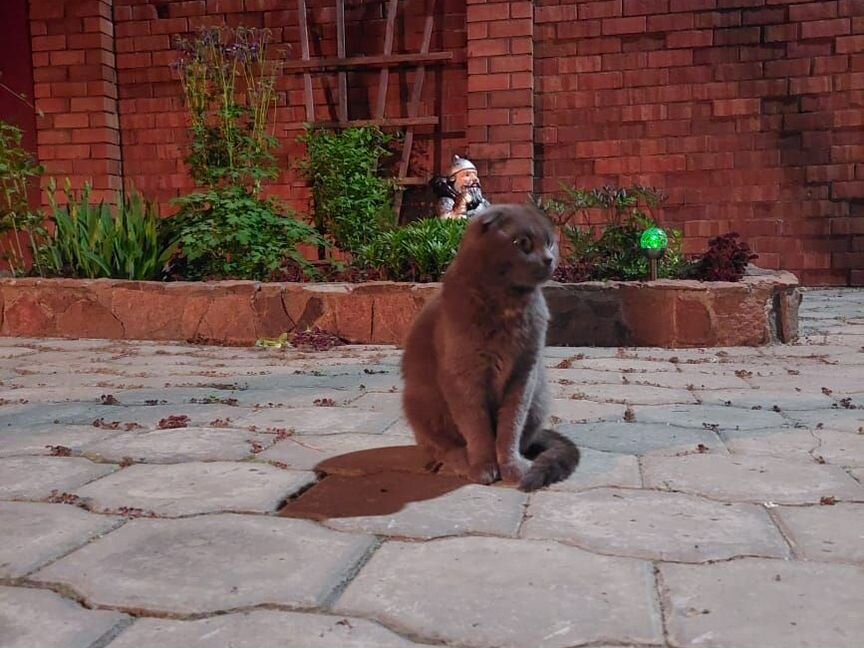 Британская кошка бесплатно