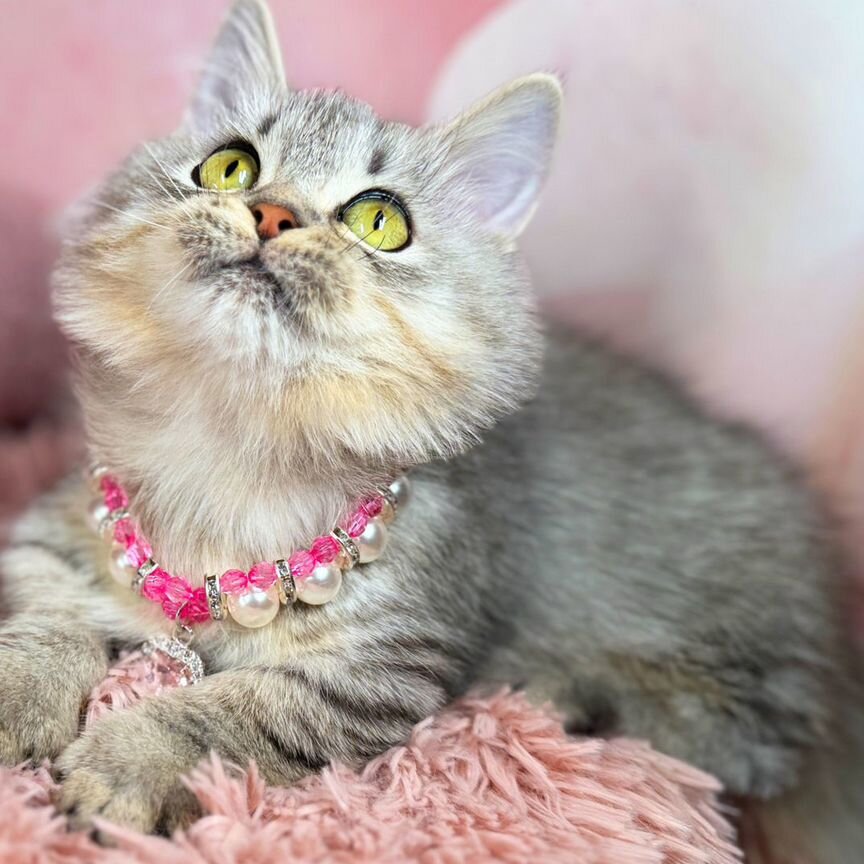 Манчкин котёнок